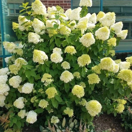 Hydrangea - Limelight | D'Alessandro's Nursery & Garden Center