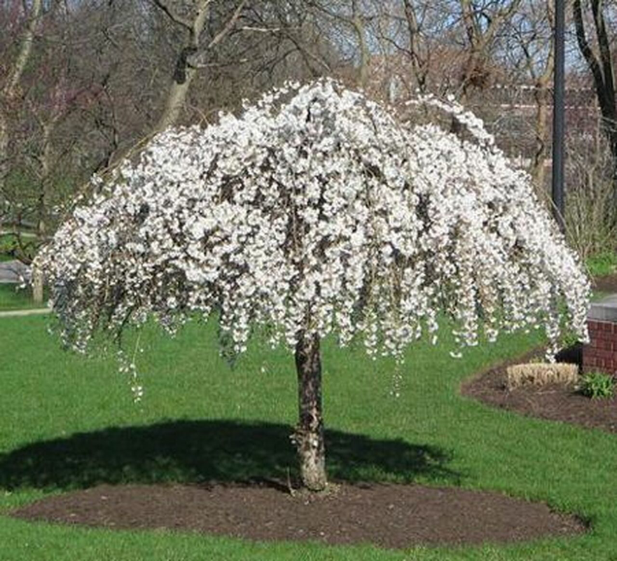 Weeping Snow Fountain Cherry Tree | D'Alessandro's Nursery & Garden Center