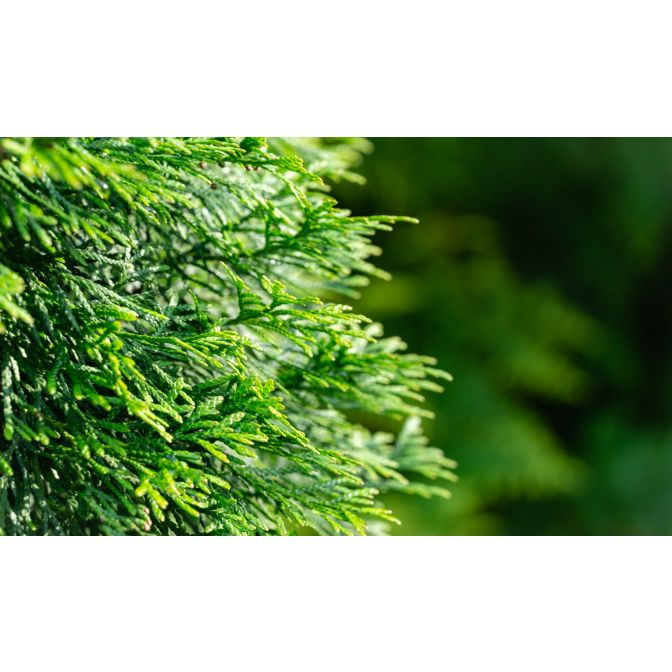 Emerald Green Arborvitae Thuja occidentalis - 'Smaragd' | D'Alessandro ...