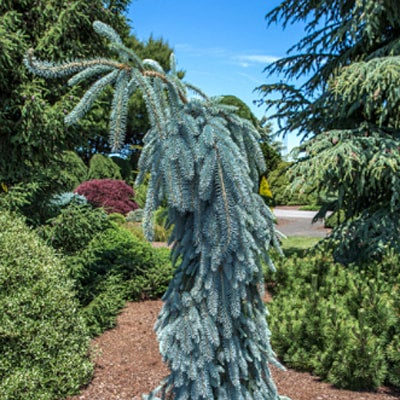 The Blues Weeping Colorado Spruce | D'Alessandro's Nursery & Garden Center