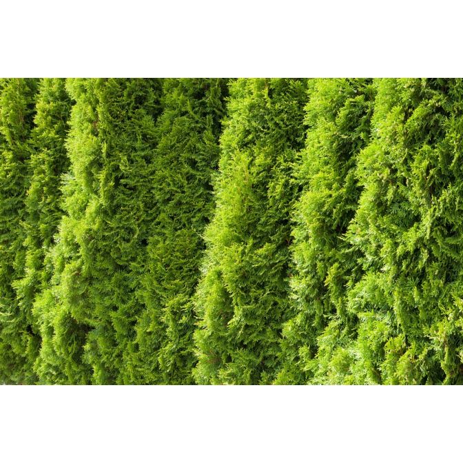Emerald Green Arborvitae Thuja occidentalis - 'Smaragd' | D'Alessandro ...