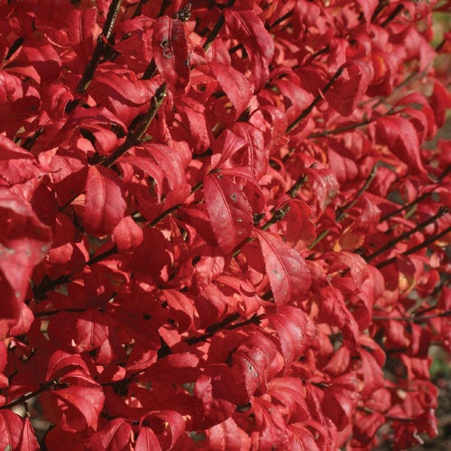 Burning Bush 'Fire Ball' Euonymus Alatus 2G | D'Alessandro's Nursery ...