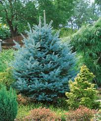 Fat Albert Blue Spruce | D'Alessandro's Nursery & Garden Center