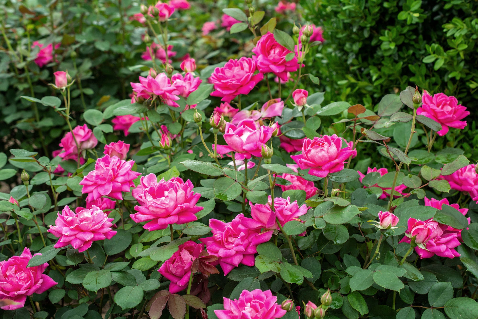 Pink Double Knockout Rose Bush | D'Alessandro's Nursery & Garden Center