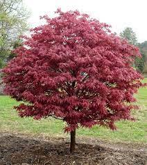 Rhode Island Red Japanese Maple 6G | D'Alessandro's Nursery & Garden Center